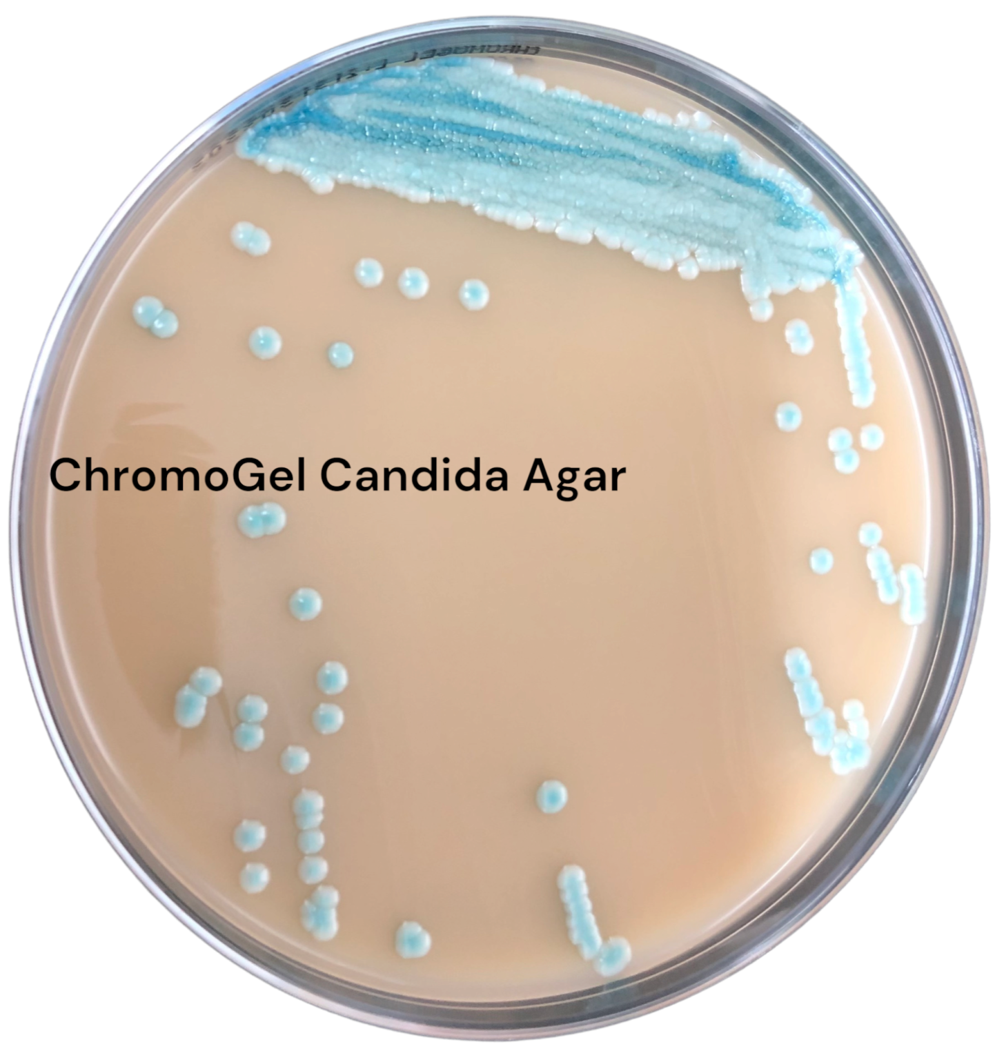 ChromoGel™ Candida Agar (CAN) (TDS) - ALPHACHEM